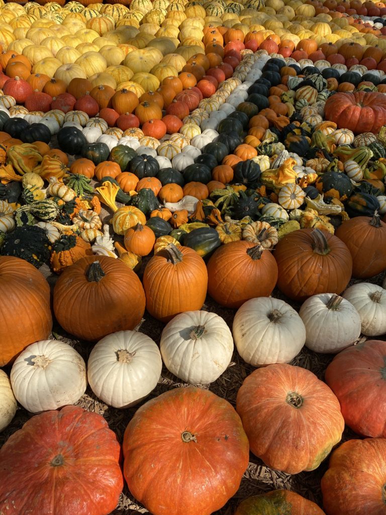 Llega el Otoño al Dallas Arboretum con su Bella Exhibición de 90.000 ...
