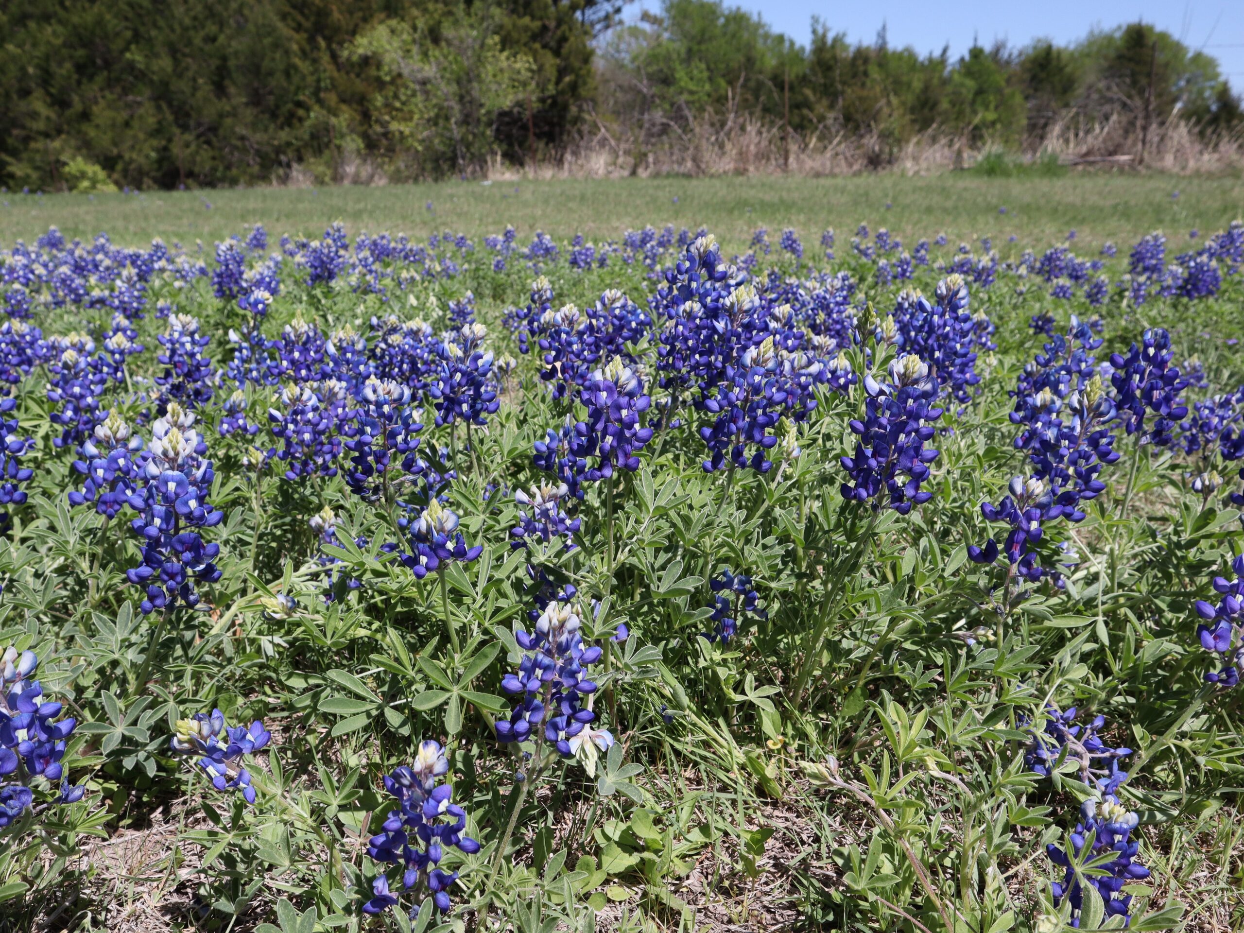 21 Lugares Imperdibles para Ver Bluebonnets en Texas: Guía de Viaje ...